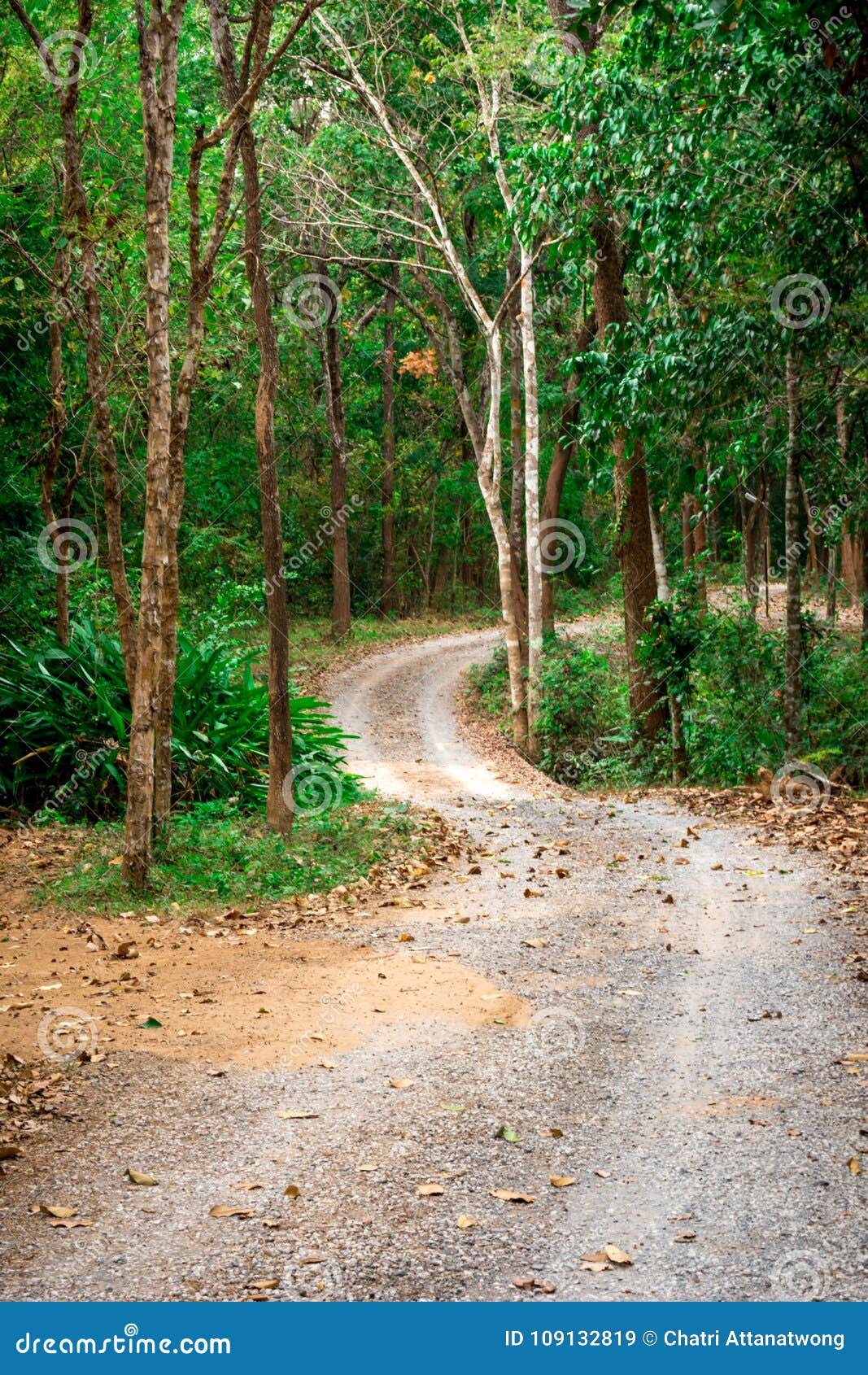 Background of Forest Path in To the Deep Jungle Stock Image - Image of ...