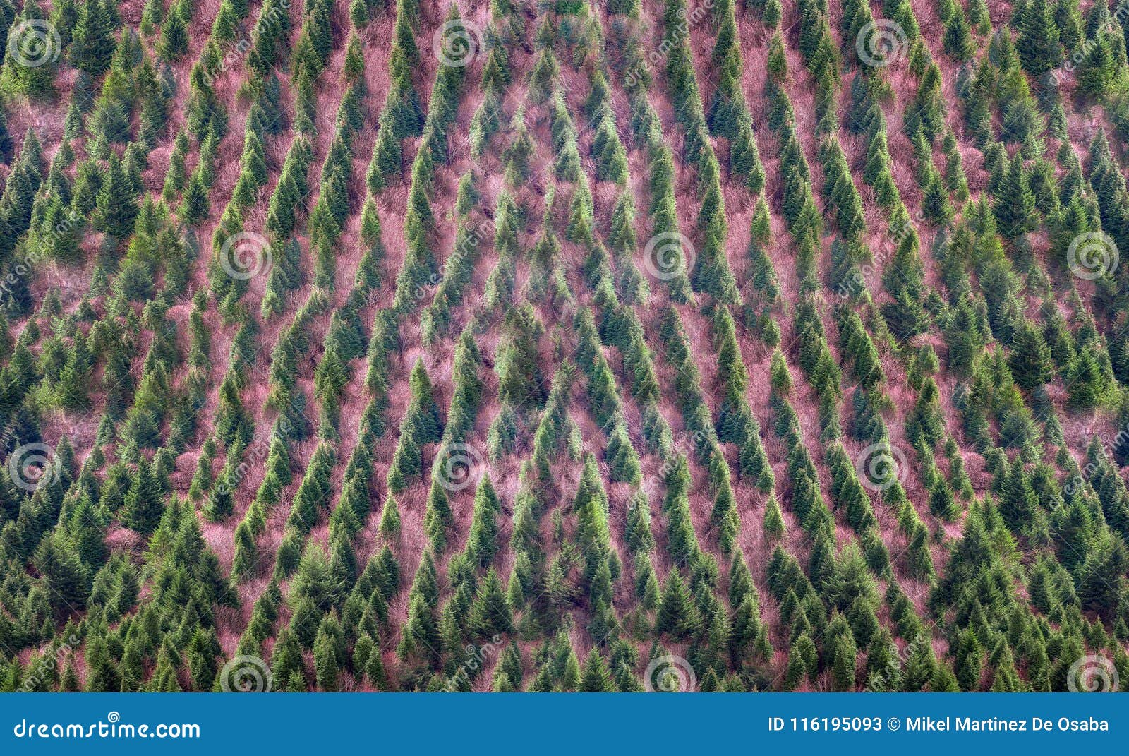 Background of Forest with Trees Pattern Stock Image - Image of pattern ...