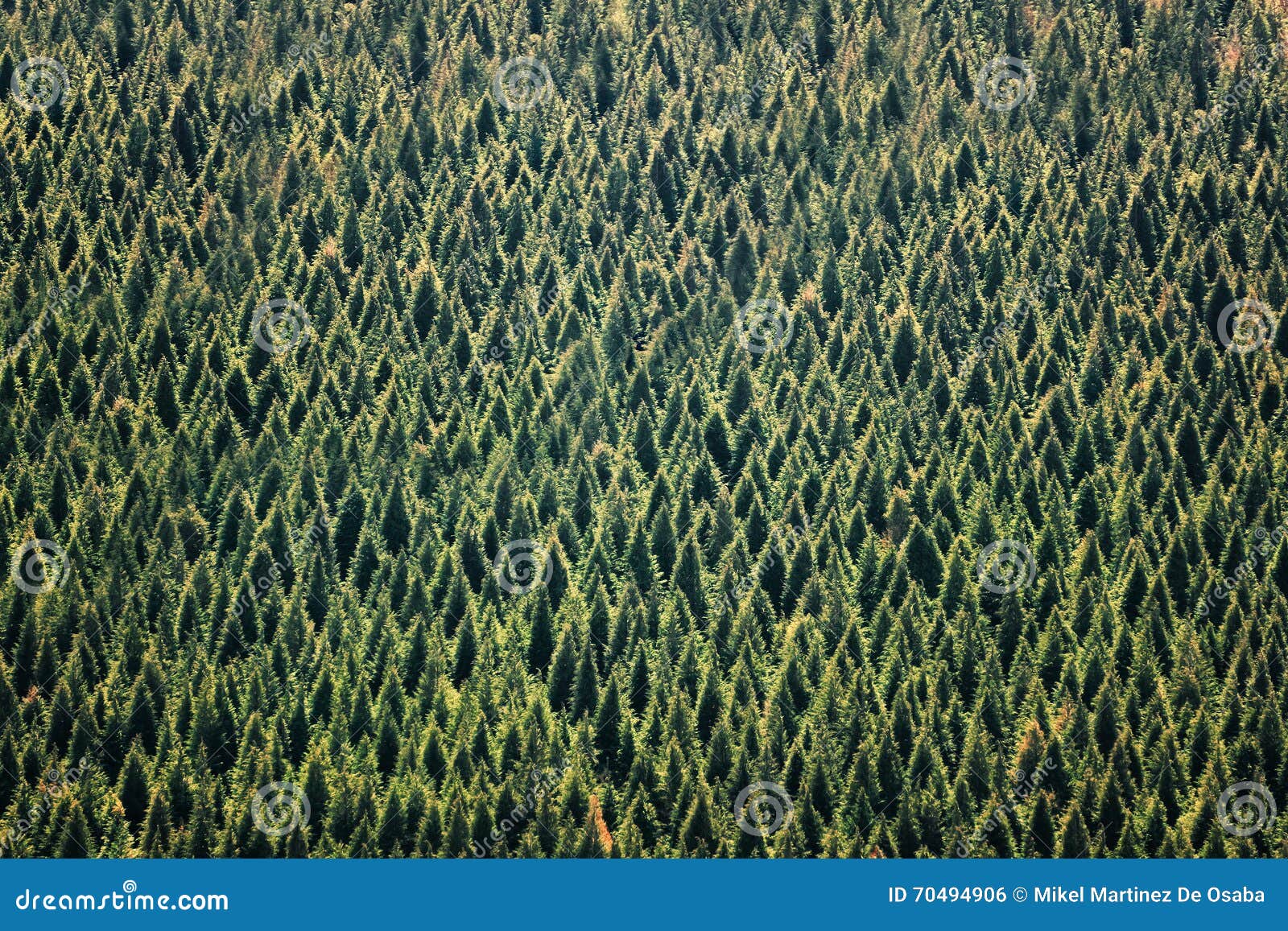 Background of Forest with Trees Pattern Stock Photo - Image of backdrop ...