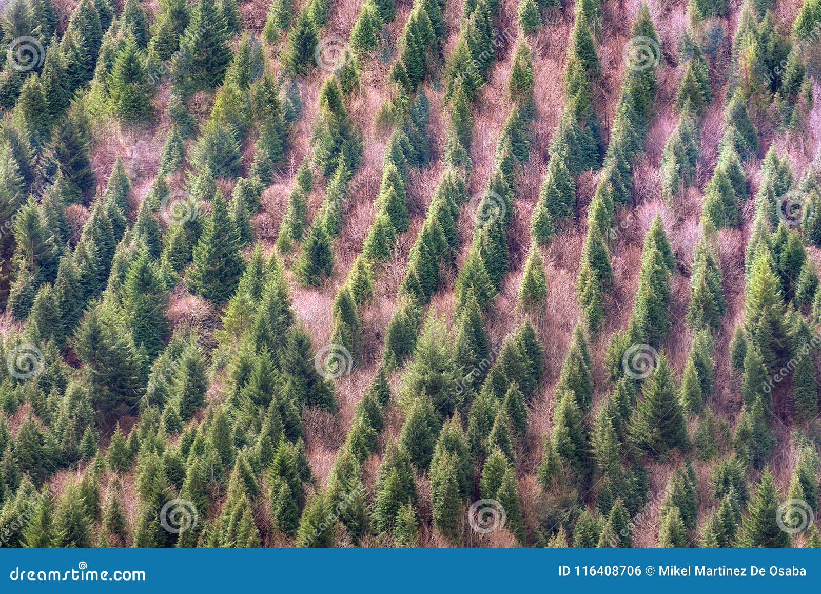 Background of Forest with Trees Pattern Stock Photo - Image of pattern ...