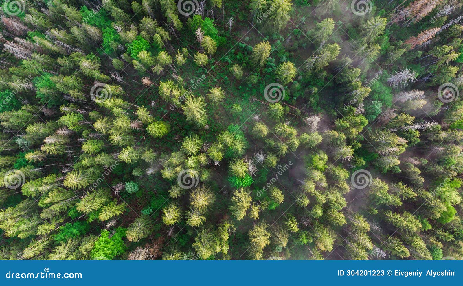 Background Forest View from Above, Green Forest Nature Texture. Pine ...