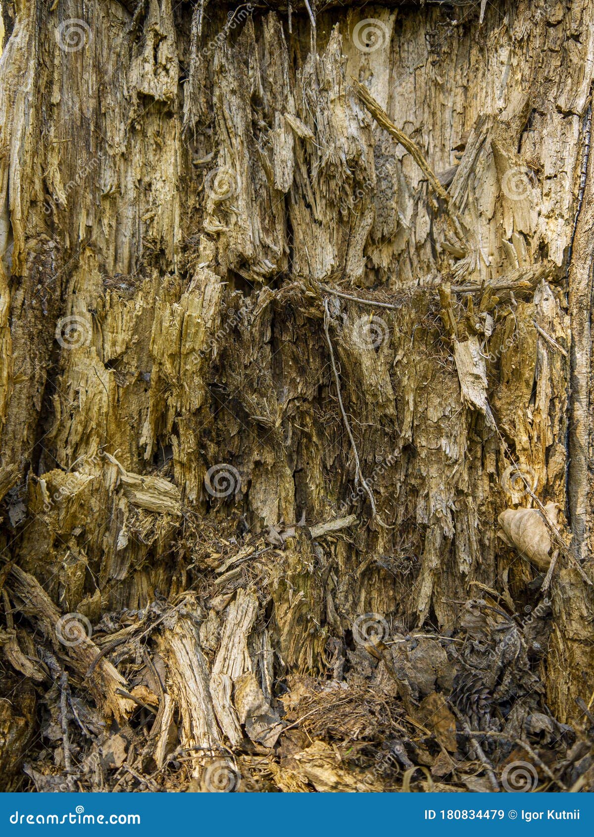 Background in the Form of the of a Rotten Old Tree. Microcosm in the ...