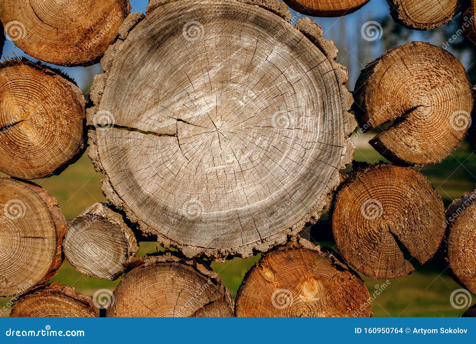 Background in the Form of a Stump Texture, a Cut of a Tree Stock Photo ...
