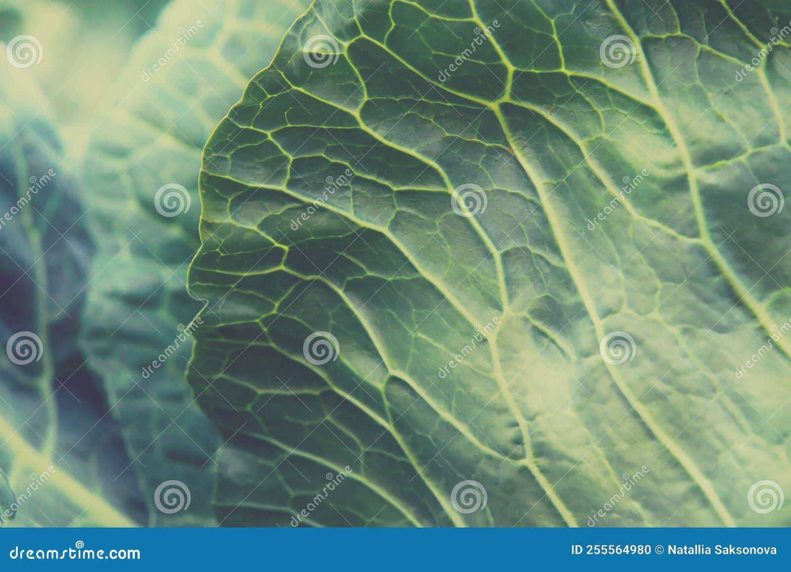 Background in the Form of a Texture of a Fresh Cabbage Leaf. Stock ...