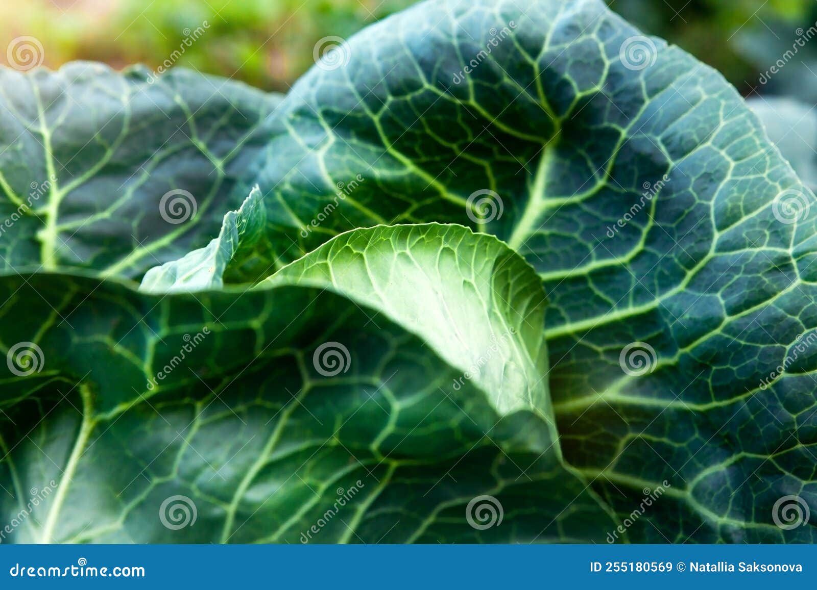 Background in the Form of a Texture of a Fresh Cabbage Leaf. Stock ...