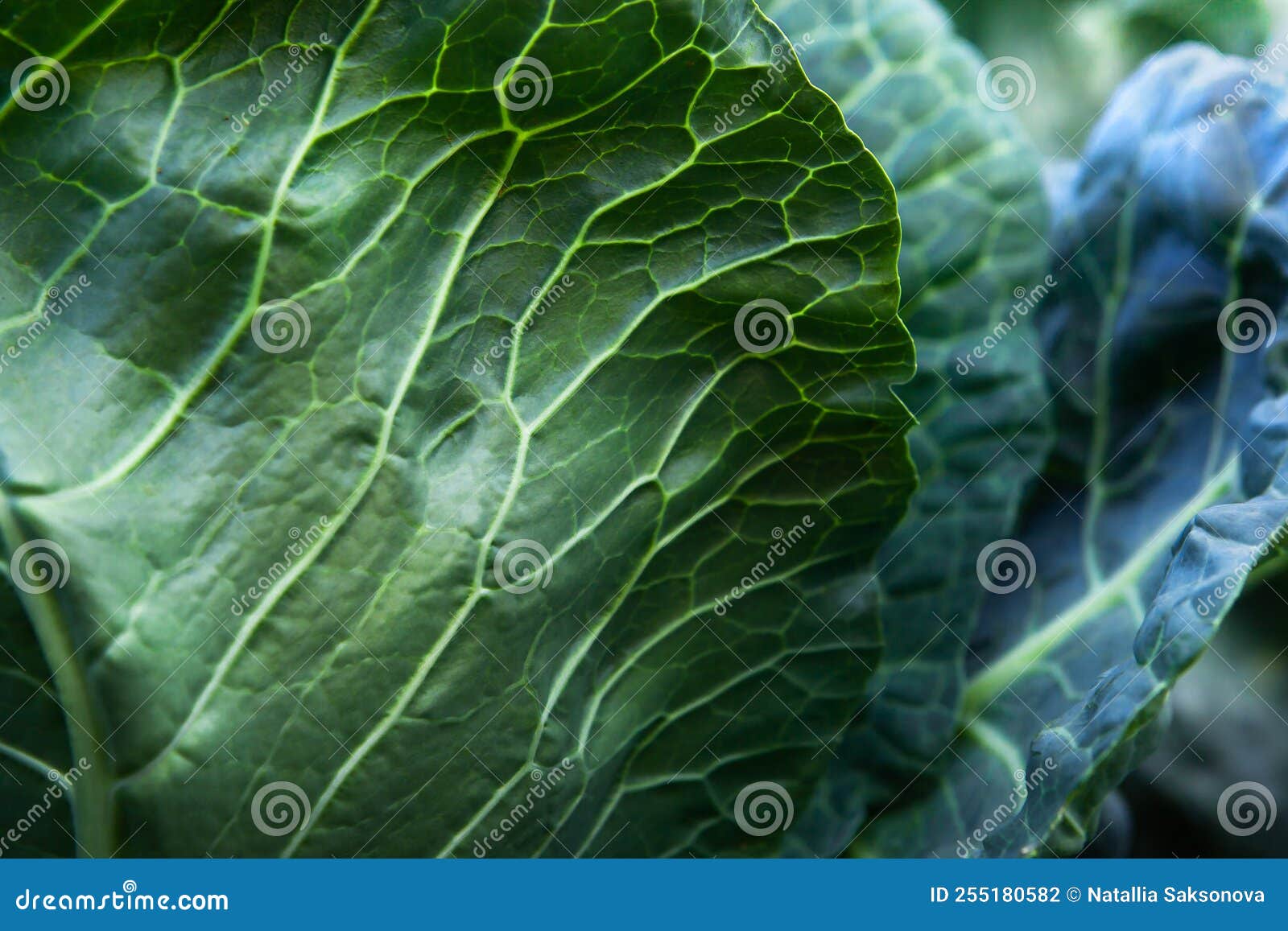 Background in the Form of a Texture of a Fresh Cabbage Leaf. Stock ...