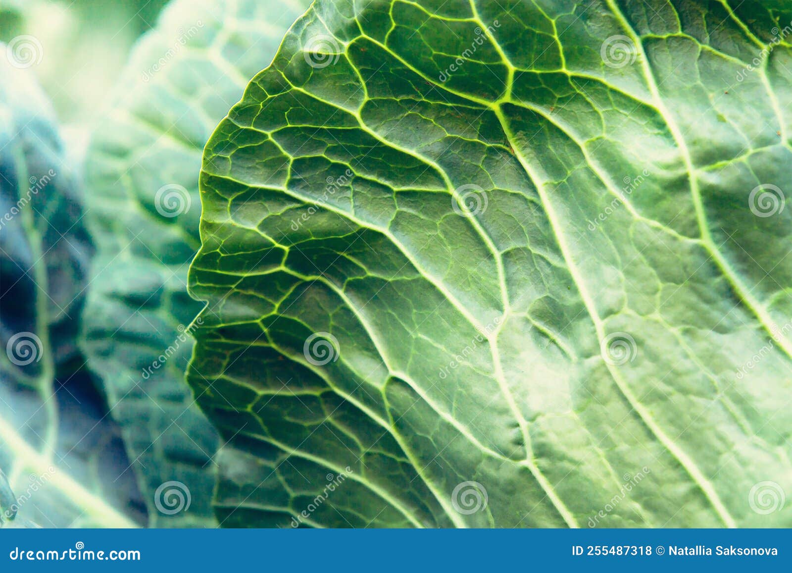 Background in the Form of a Texture of a Fresh Cabbage Leaf. Stock ...
