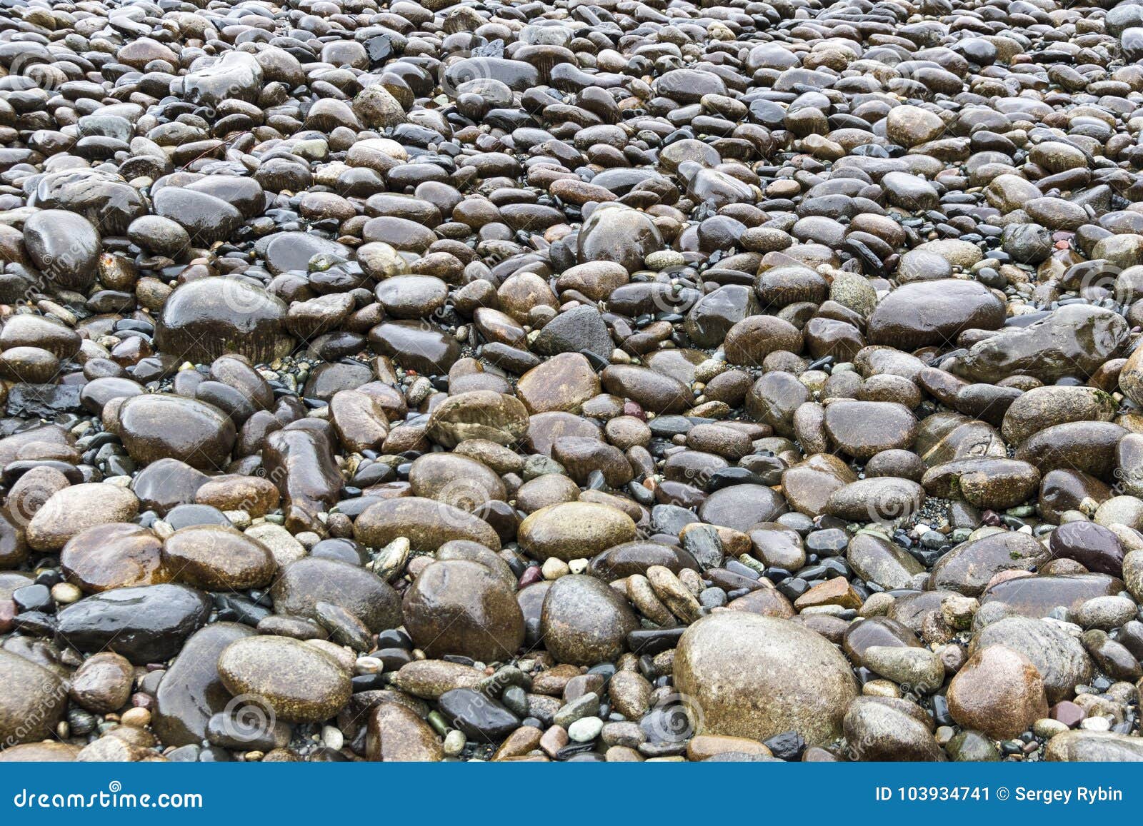 Large Gray Wet Pebble on the River Bank. Stock Image - Image of natural ...
