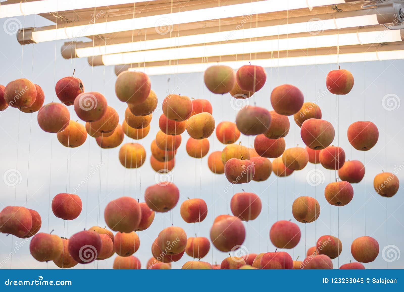 Apples hanging on string stock image. Image of eating - 123233045