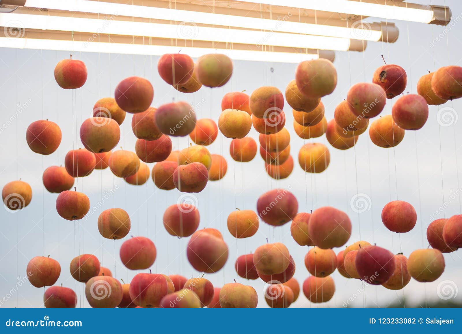 Apples hanging on string stock photo. Image of lights - 123233082