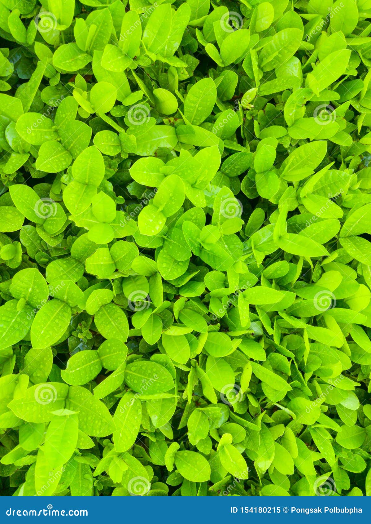 Background of Fresh Bush with the Water Drop Stock Image - Image of ...