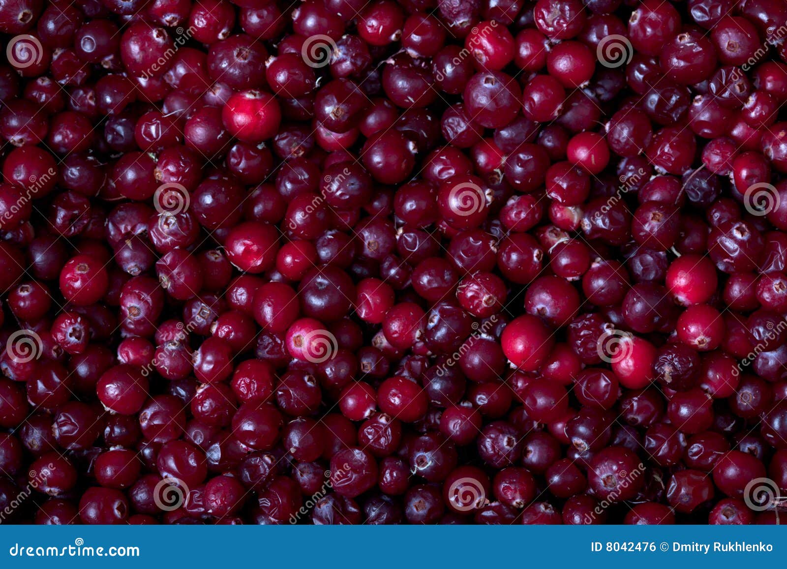 Background of Fresh Cranberries Stock Photo - Image of berry, close ...