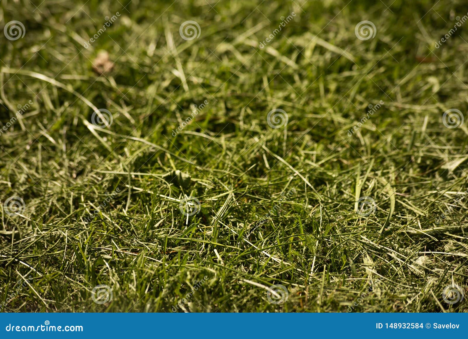 Background of Fresh Cut Grass Stock Photo - Image of garden, fodder ...