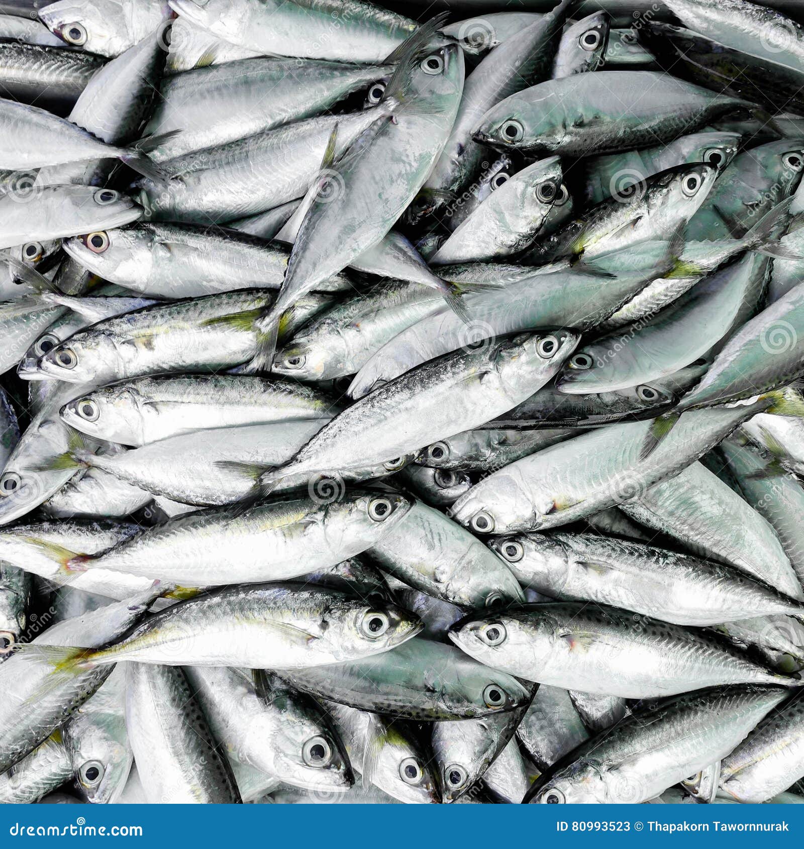 Background of fresh fish stock image. Image of seafood - 80993523