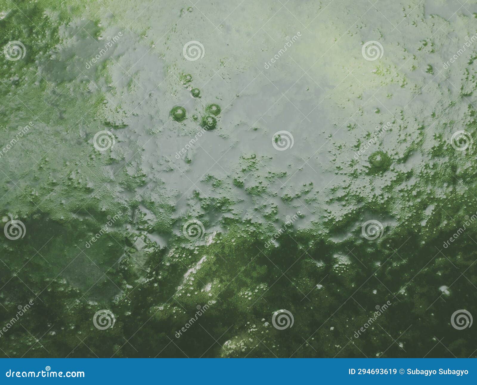 Background of Fresh Green Freshwater Algae Plants in the Pond Stock ...