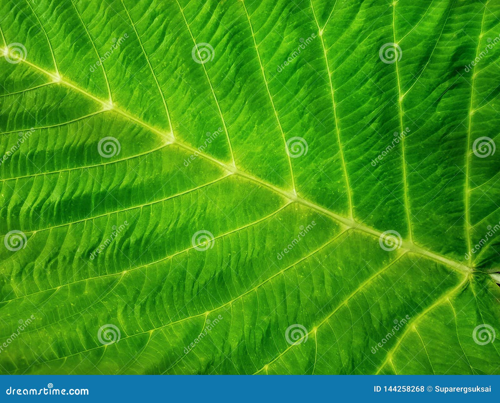 Background of Fresh Green Leaf Texture Stock Photo - Image of detail ...