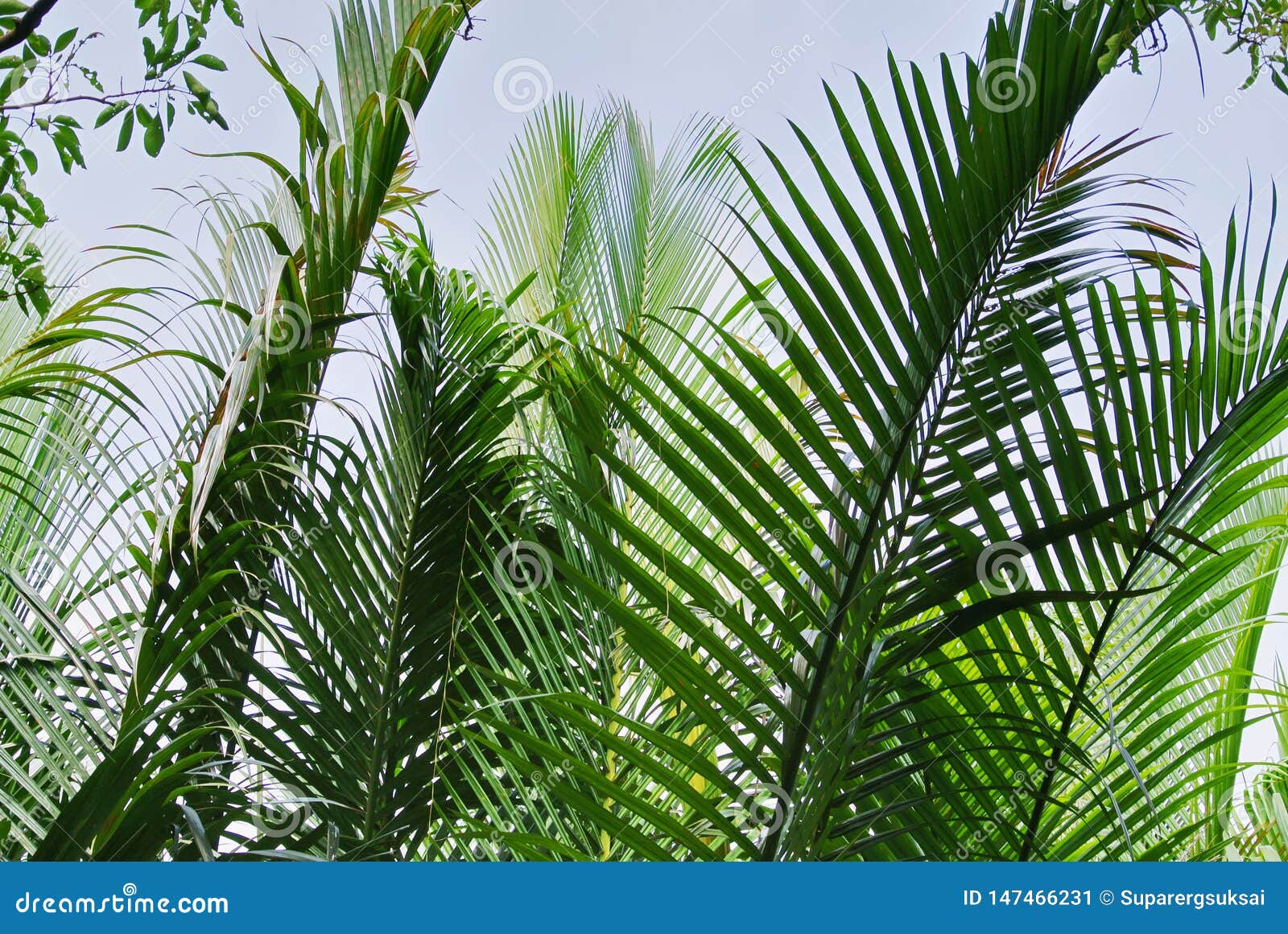 Background of Fresh Green Palm Leaves Stock Image - Image of ...