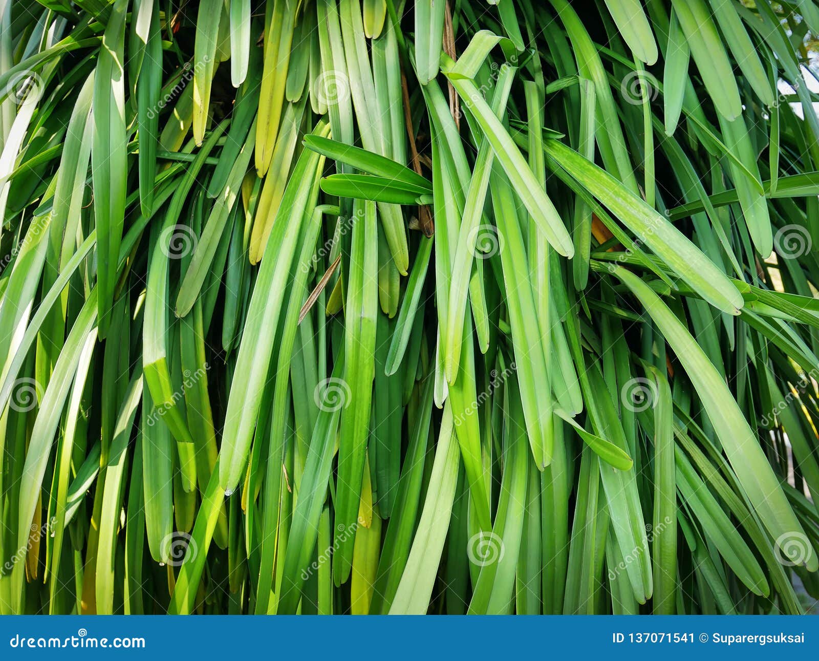 Background of Fresh Green Plant with Long Leaf Stock Image - Image of ...