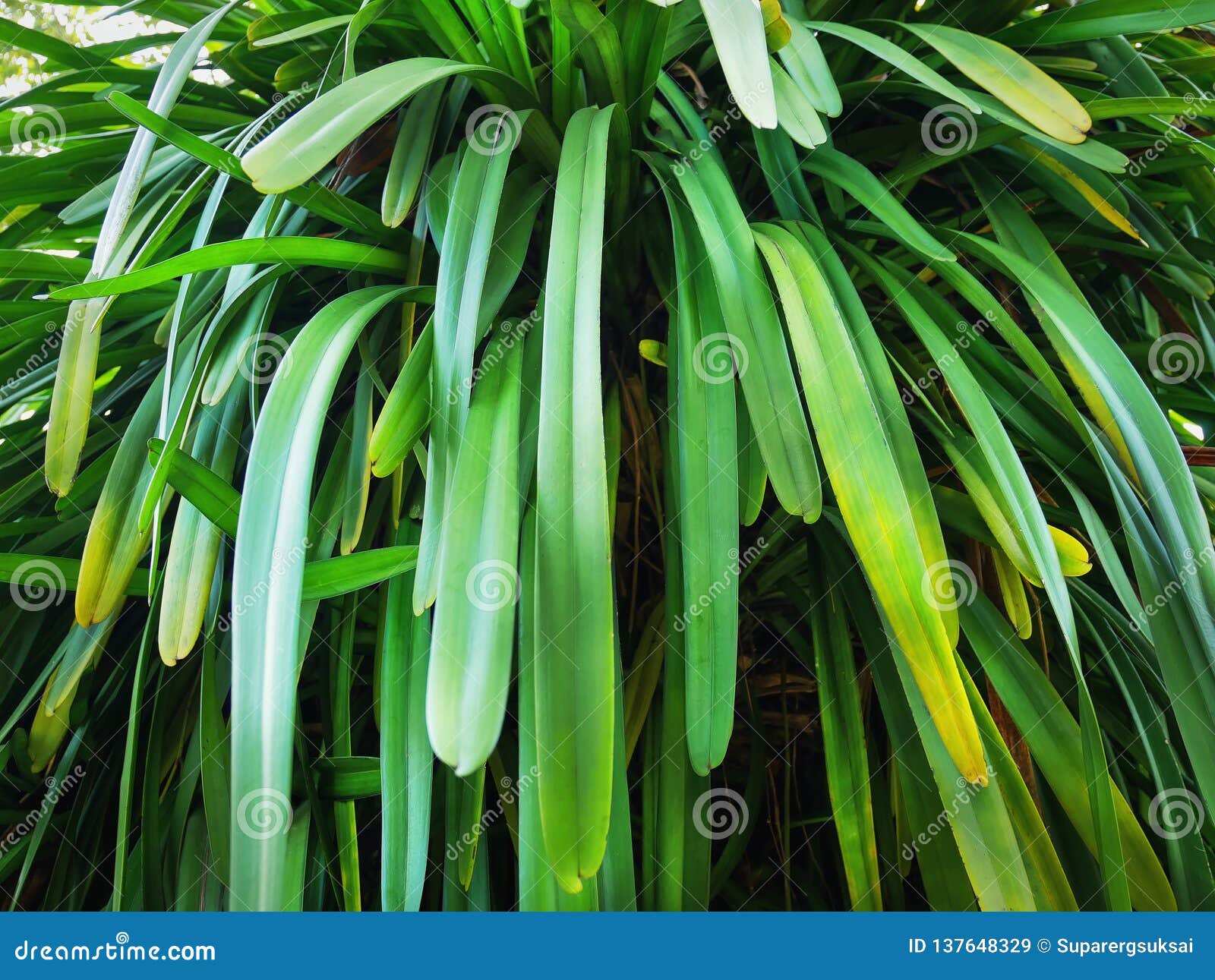 Background of Fresh Green Plant with Long Leaf Stock Image - Image of ...