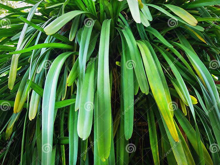Background of Fresh Green Plant with Long Leaf Stock Image - Image of ...