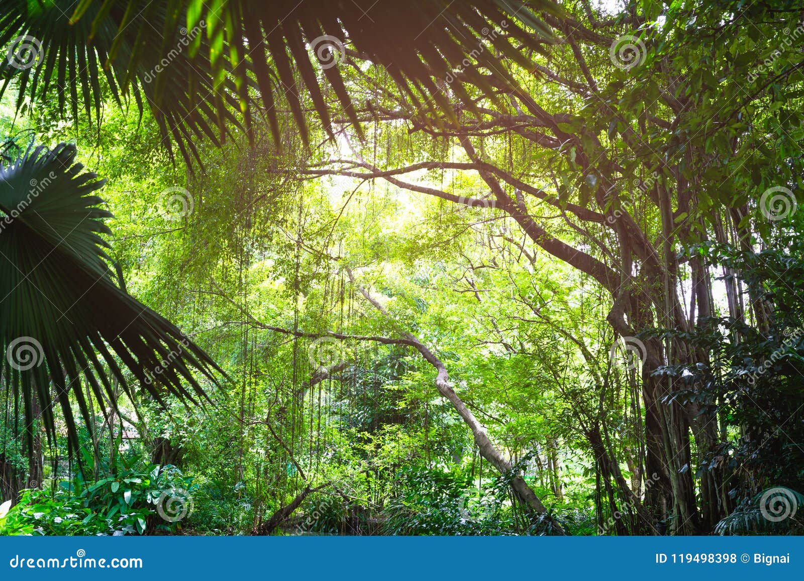 Background of Fresh Green Trees and Leaves Stock Photo - Image of ...