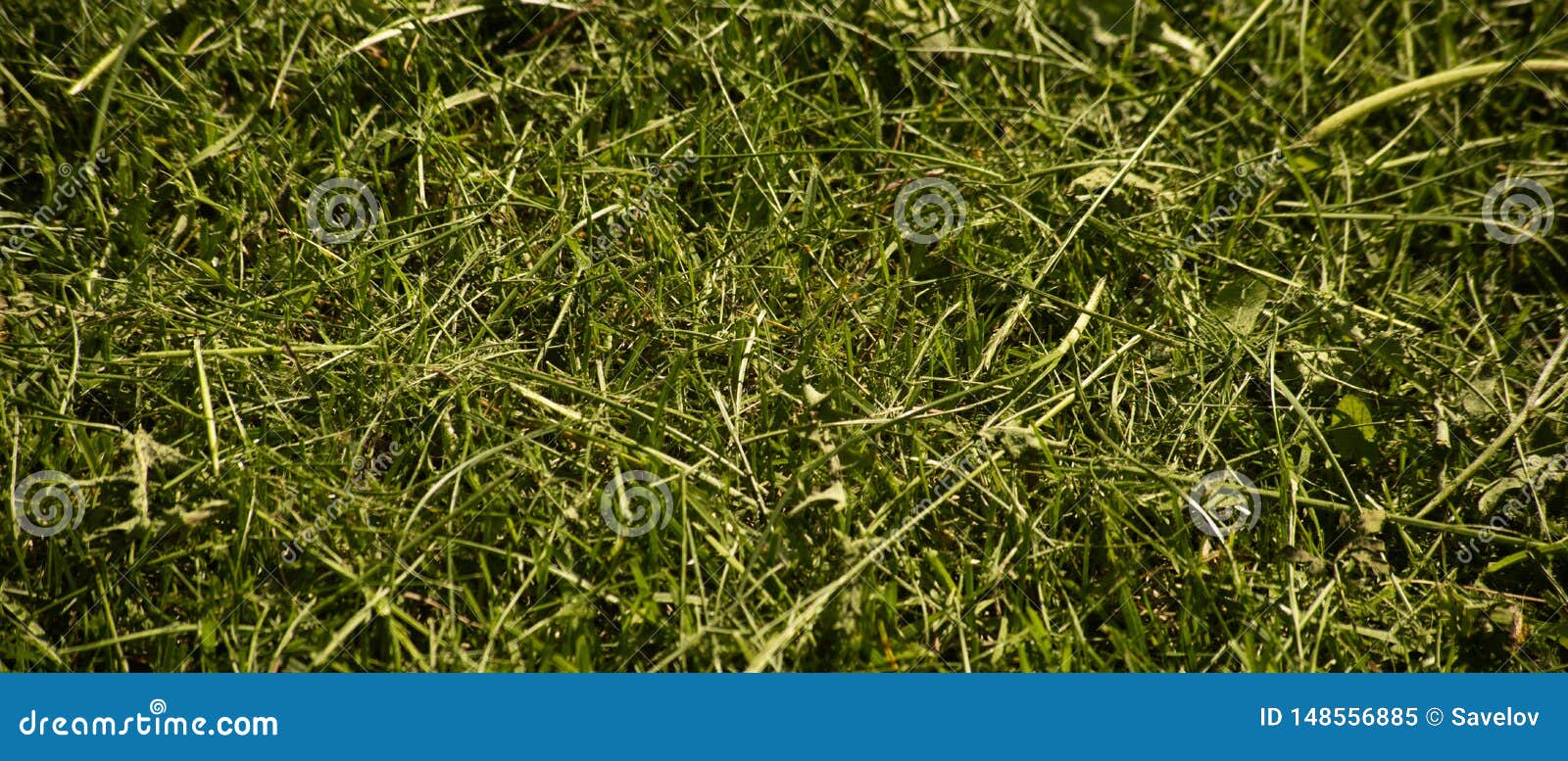 Background of Fresh Mown Grass Stock Image - Image of green ...
