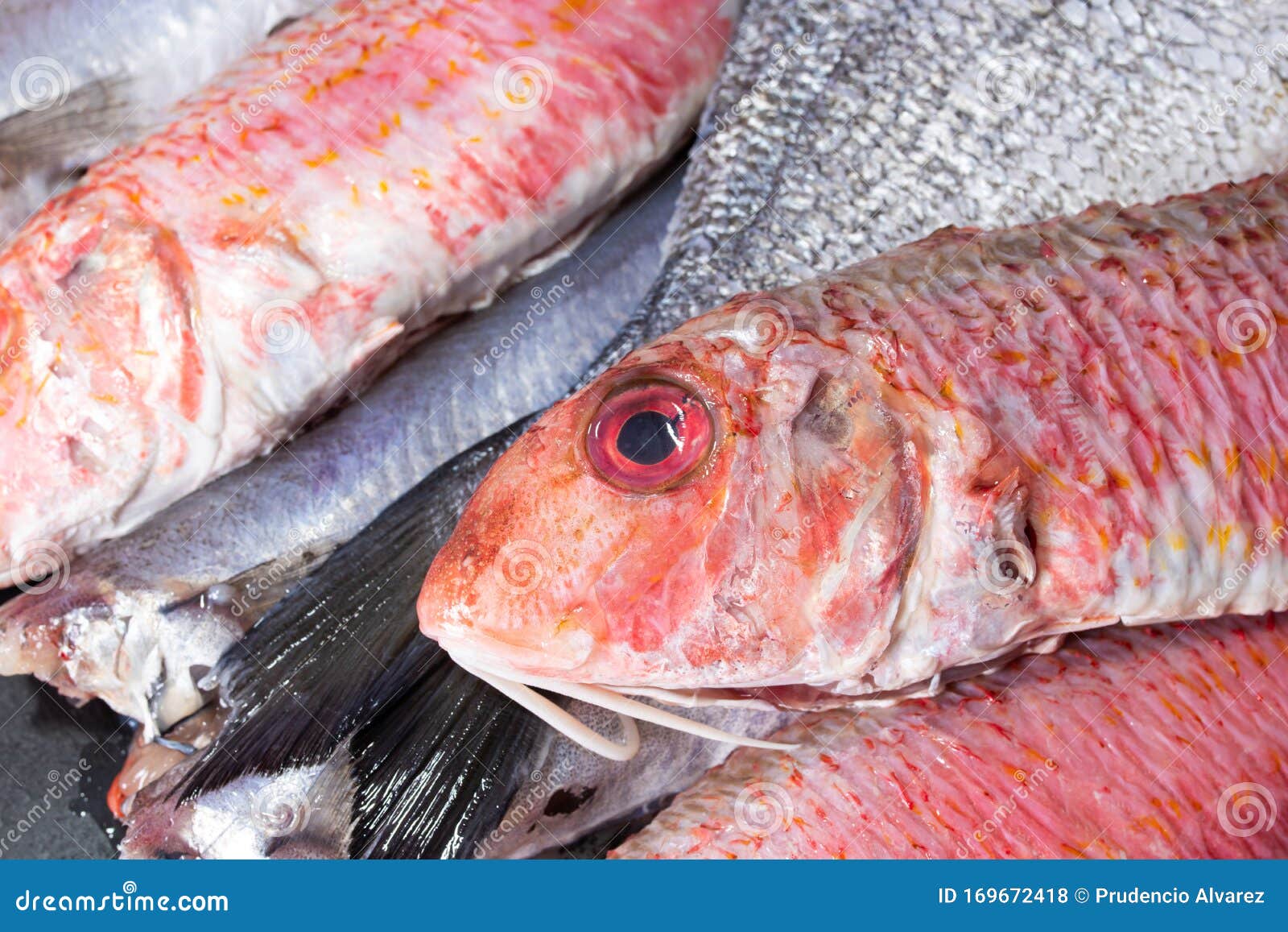 Background of Fresh Natural Fish Stock Photo - Image of fish, natural ...