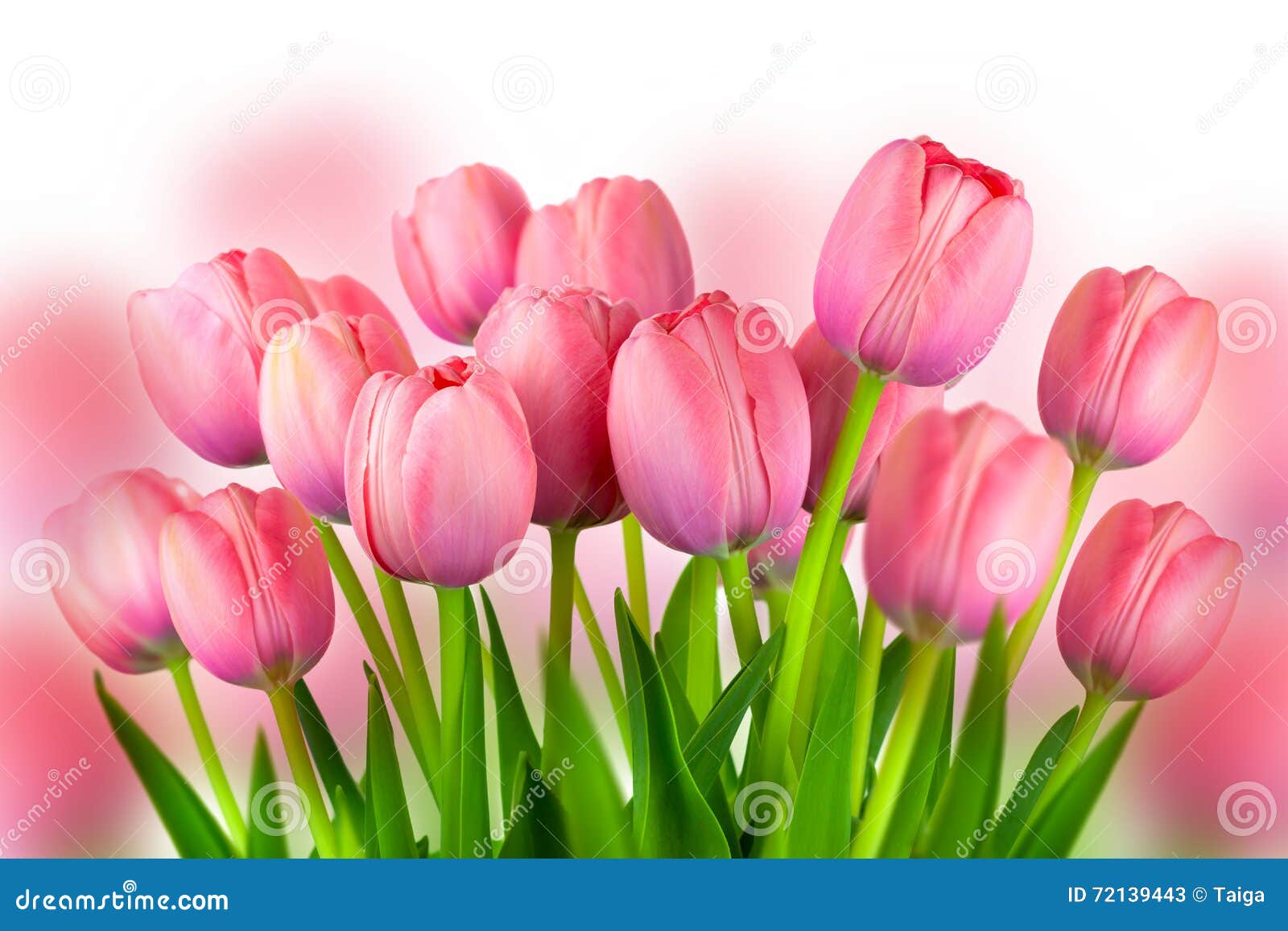 Background of Fresh Pink Tulips, Spring Flowers Stock Image - Image of ...