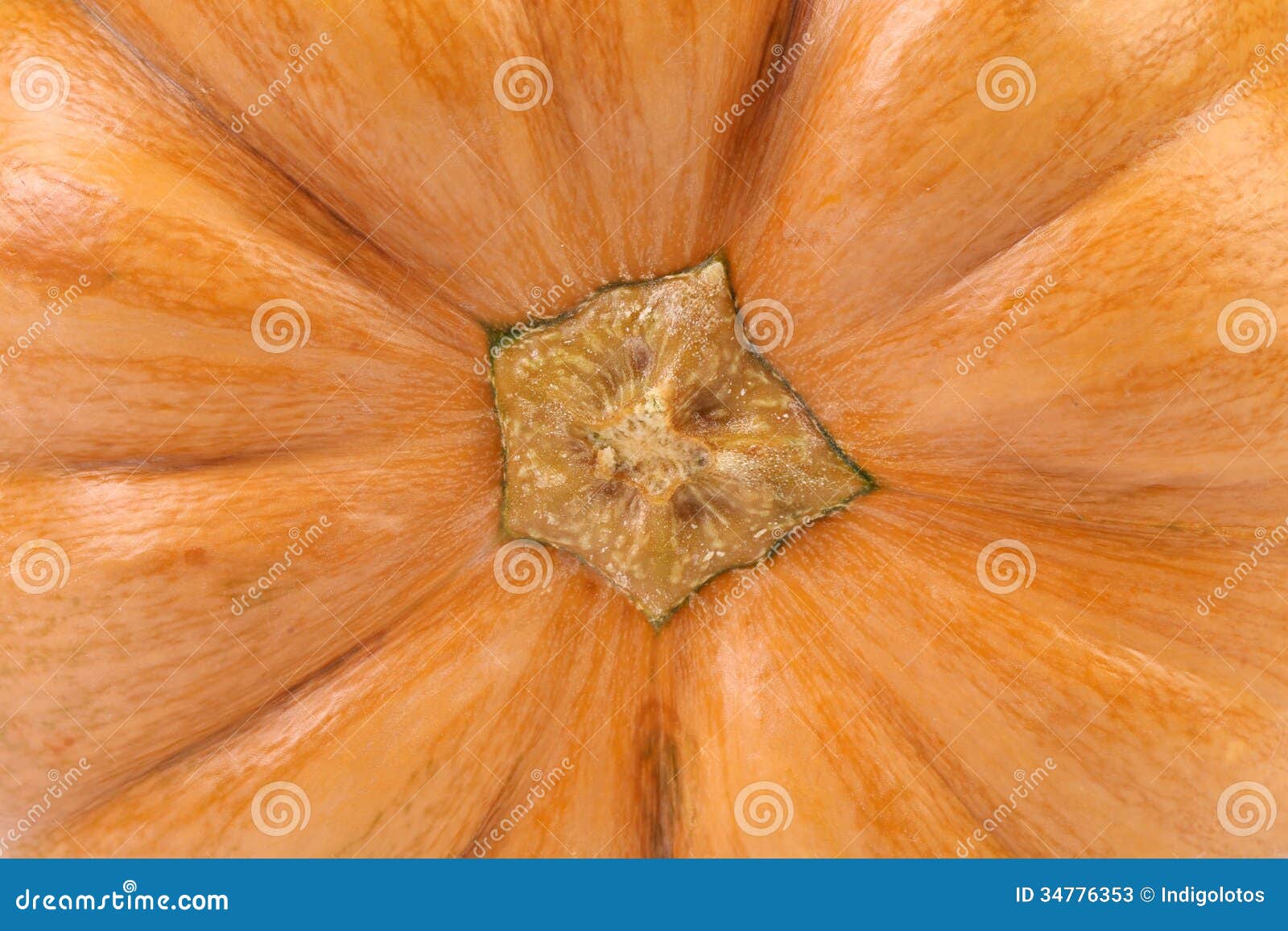 Background of Fresh Pumpkin. Bottom View Stock Image - Image of ripe ...