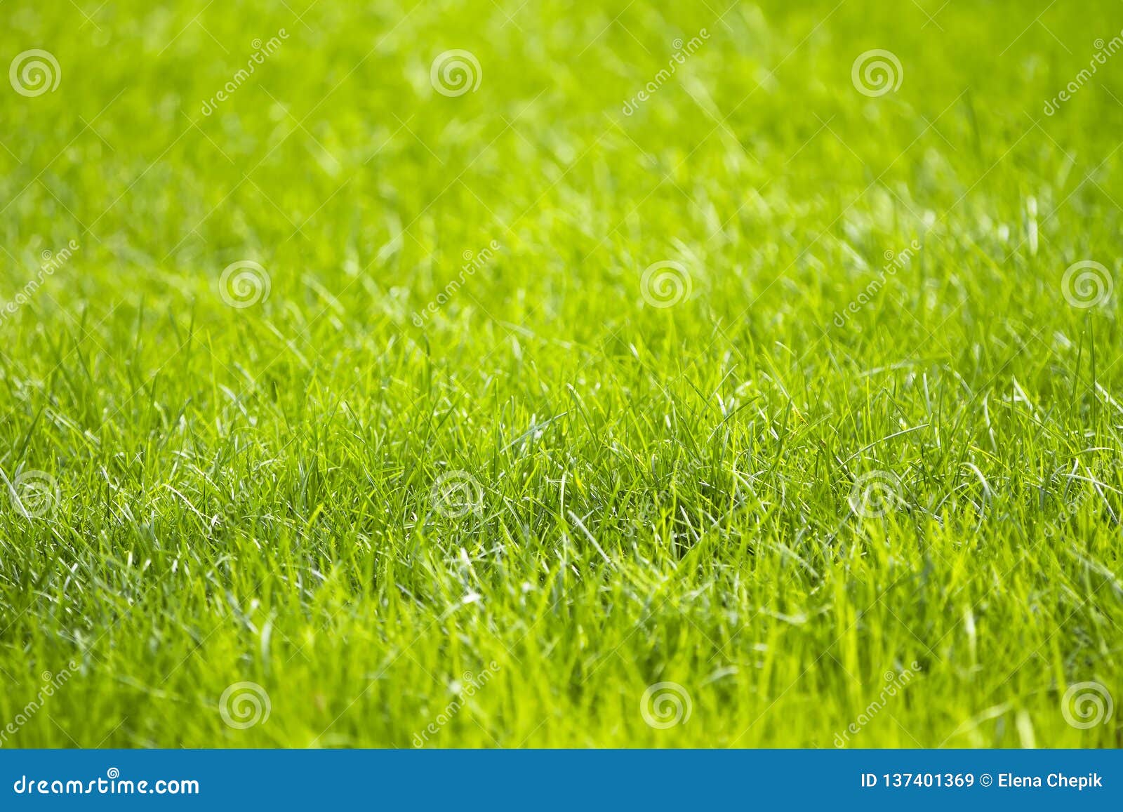 Background of a Fresh Spring Green Grass. Spring Backdrop. Stock Image ...