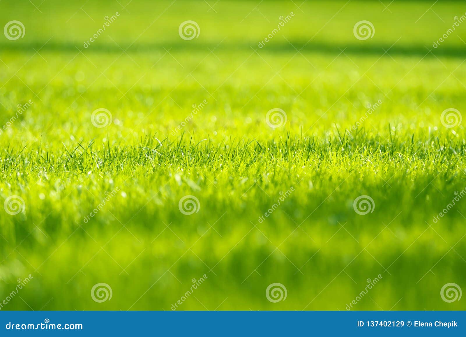 Background of a Fresh Spring Green Grass. Spring Backdrop. Stock Image ...