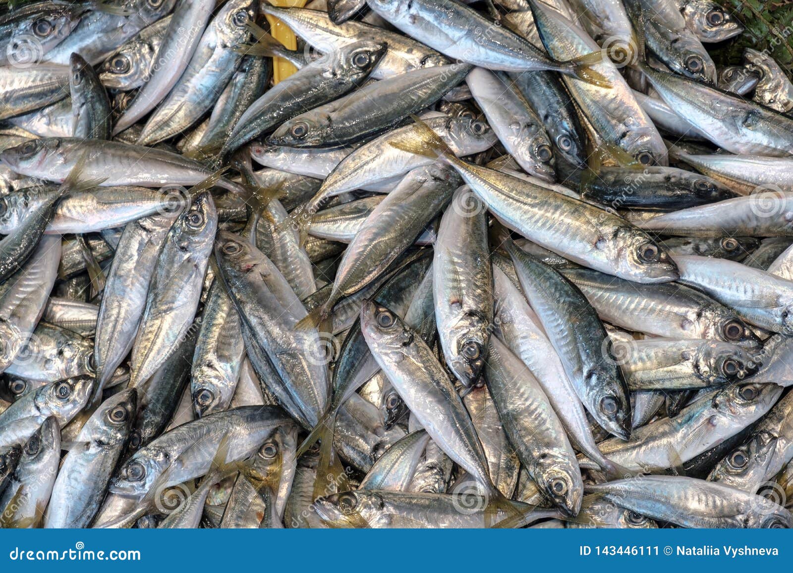 Background of Freshly Caught Sea Scad Fish Stock Image - Image of dead ...