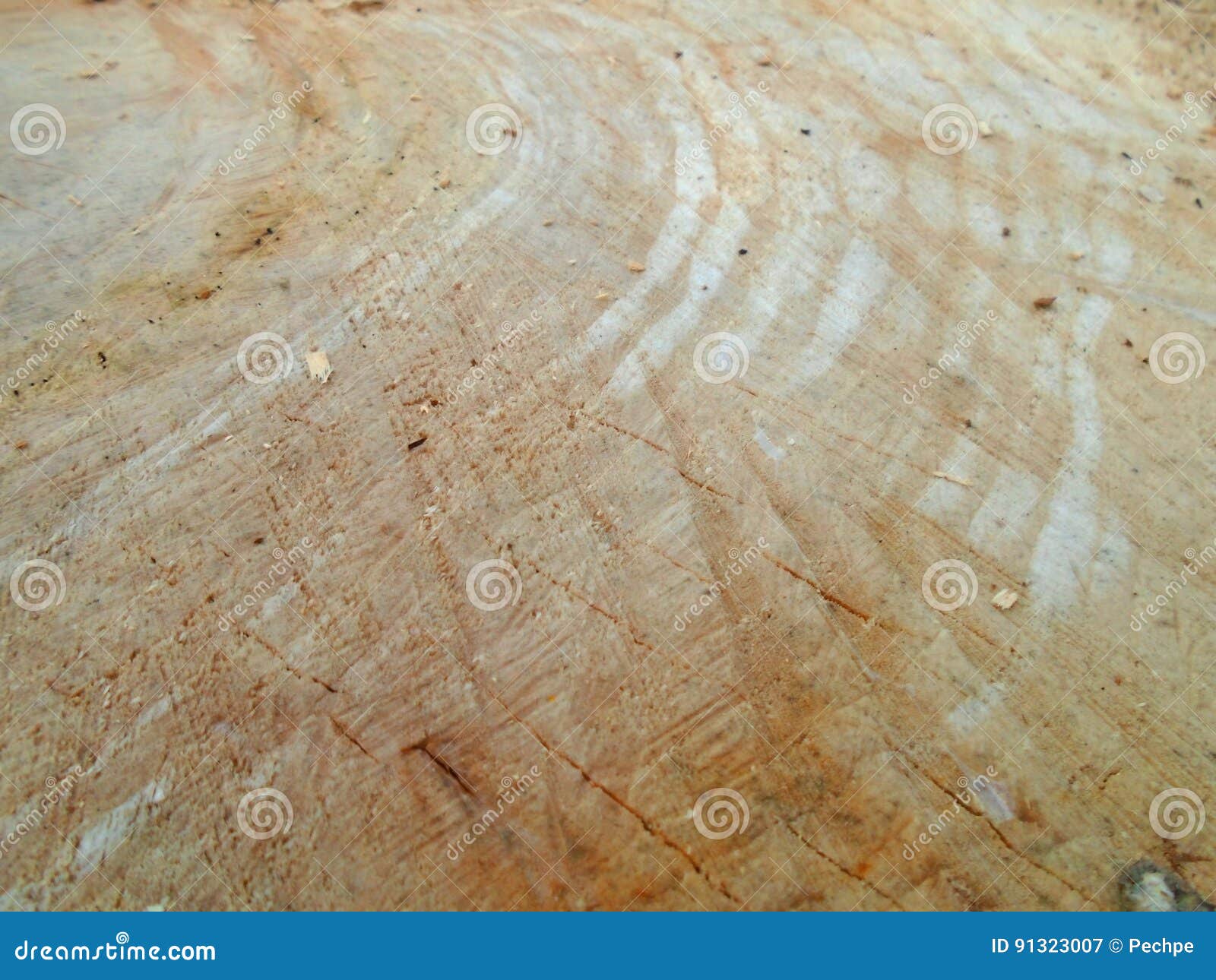 Background of Freshly Cut Wood Stock Image - Image of natural, round ...
