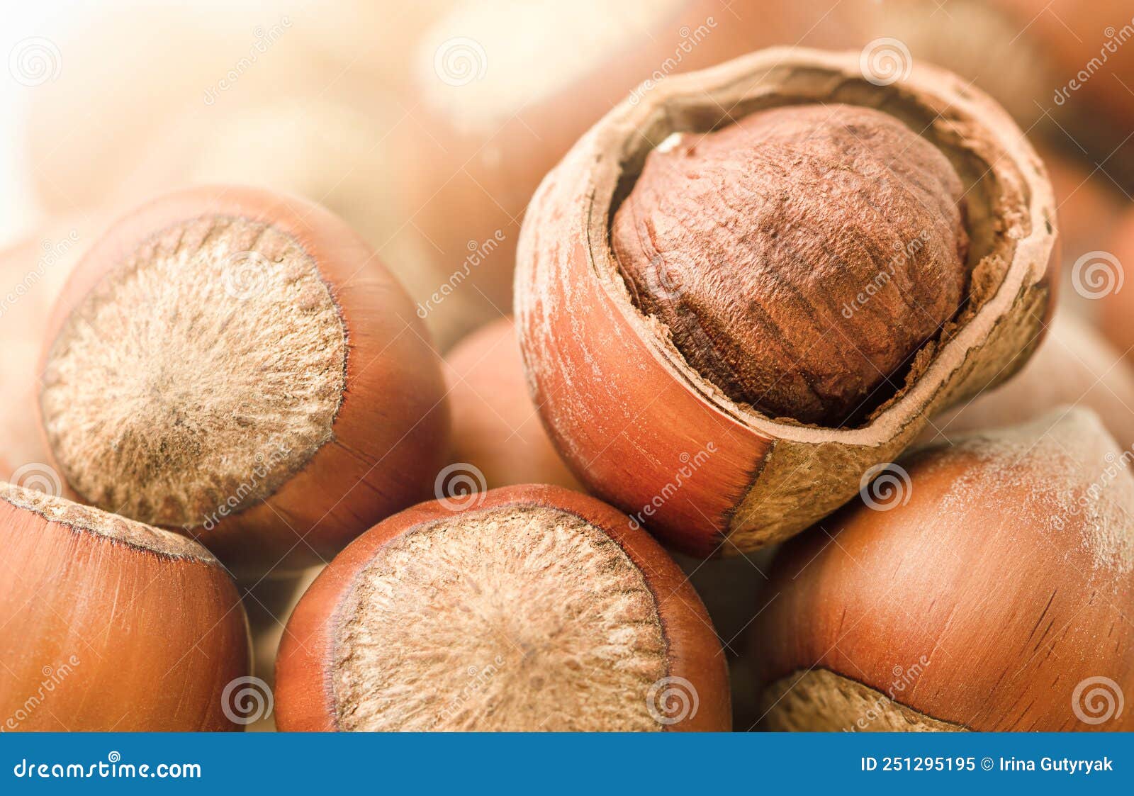 Hazelnut background stock image. Image of picked, hazelnut - 251295195