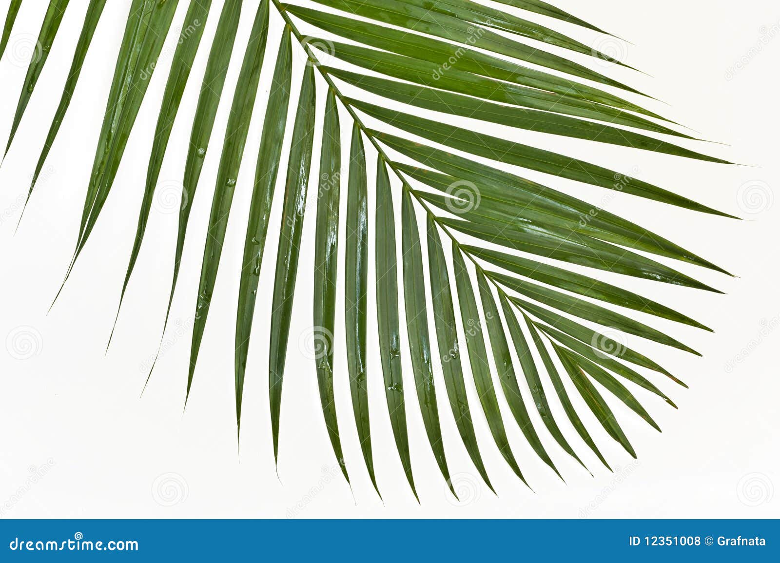 Background with frond stock photo. Image of decorative - 12351008