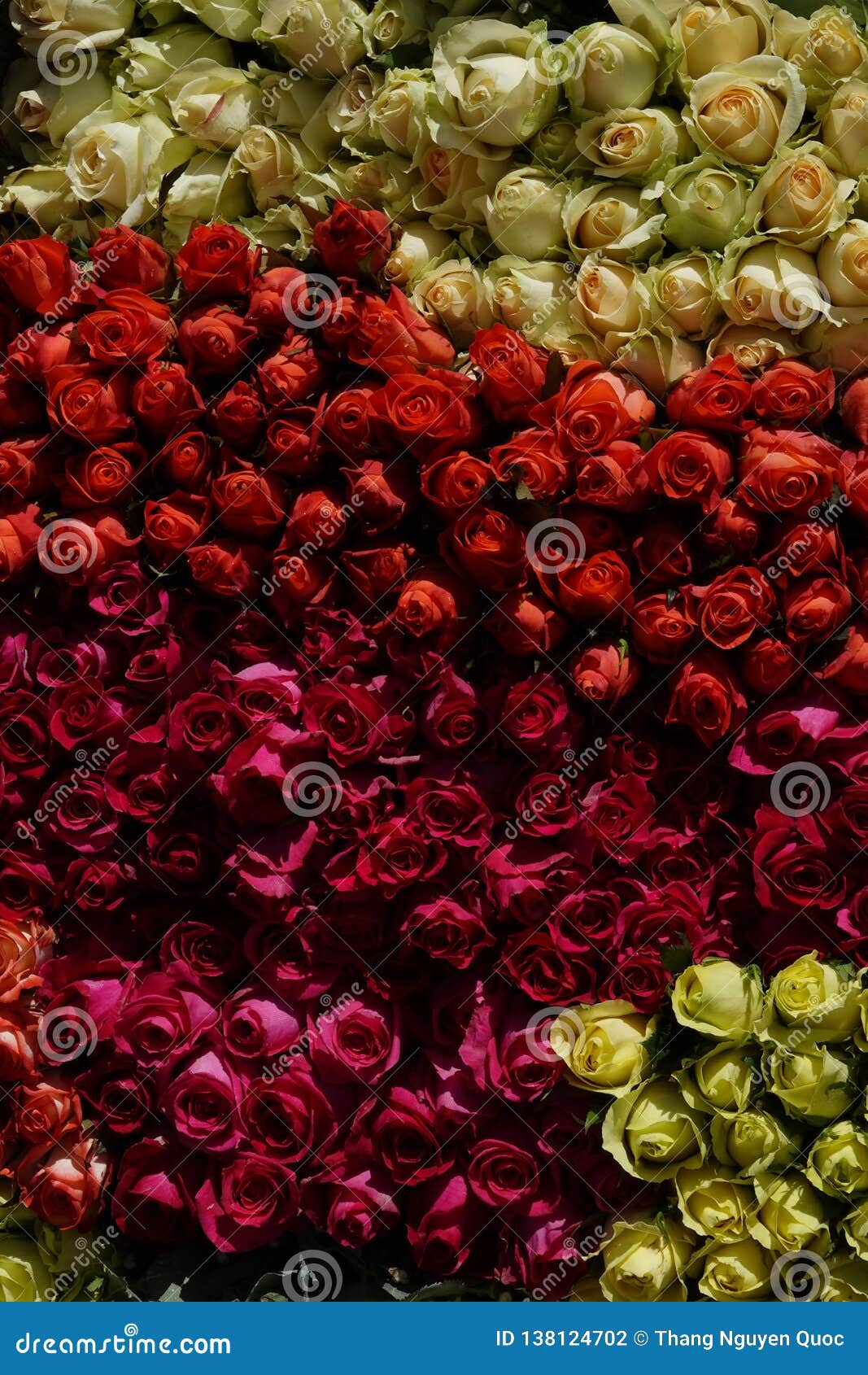 Multi Colors Roses Background Stock Photo - Image of decoration ...