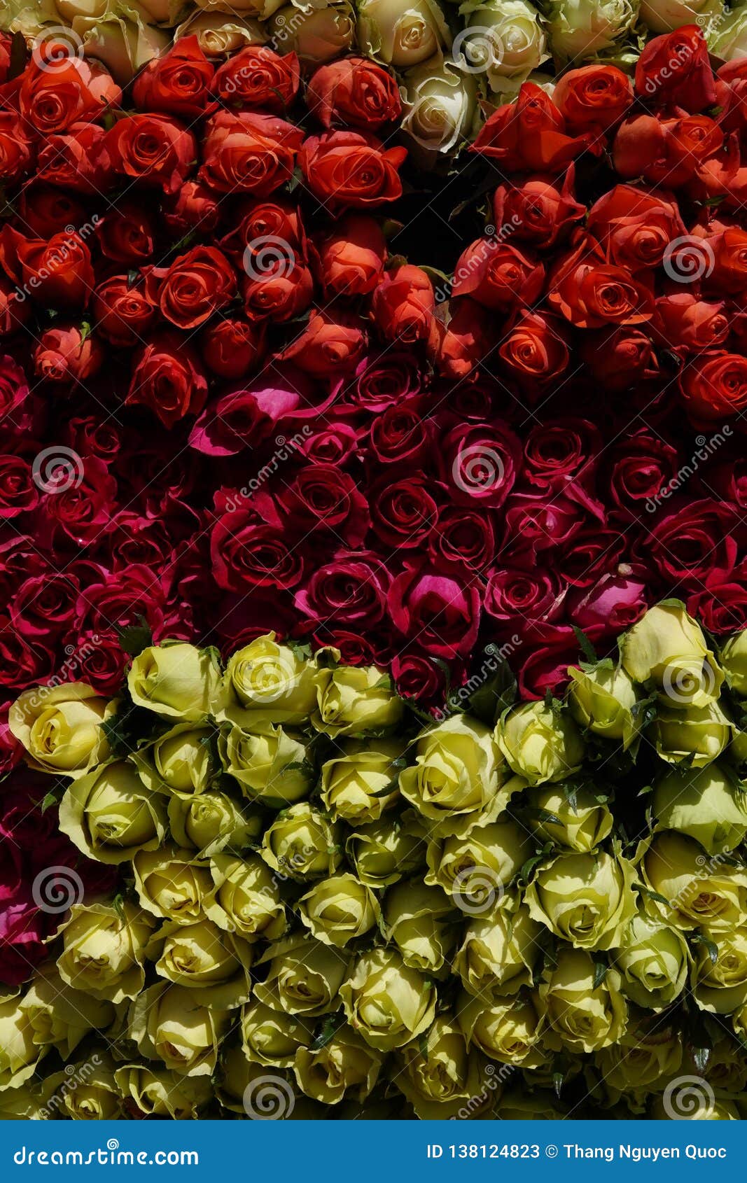 Multi Colors Roses Background Stock Image - Image of focus, multi ...