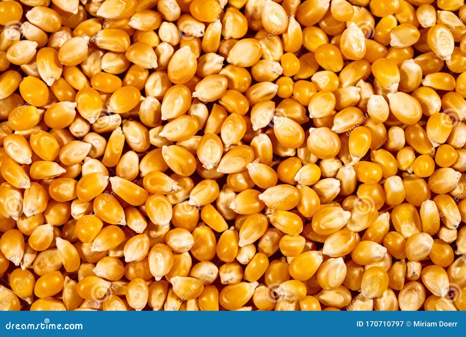 Background Full of Fresh Raw Corn or Maize Kernel Stock Image - Image ...