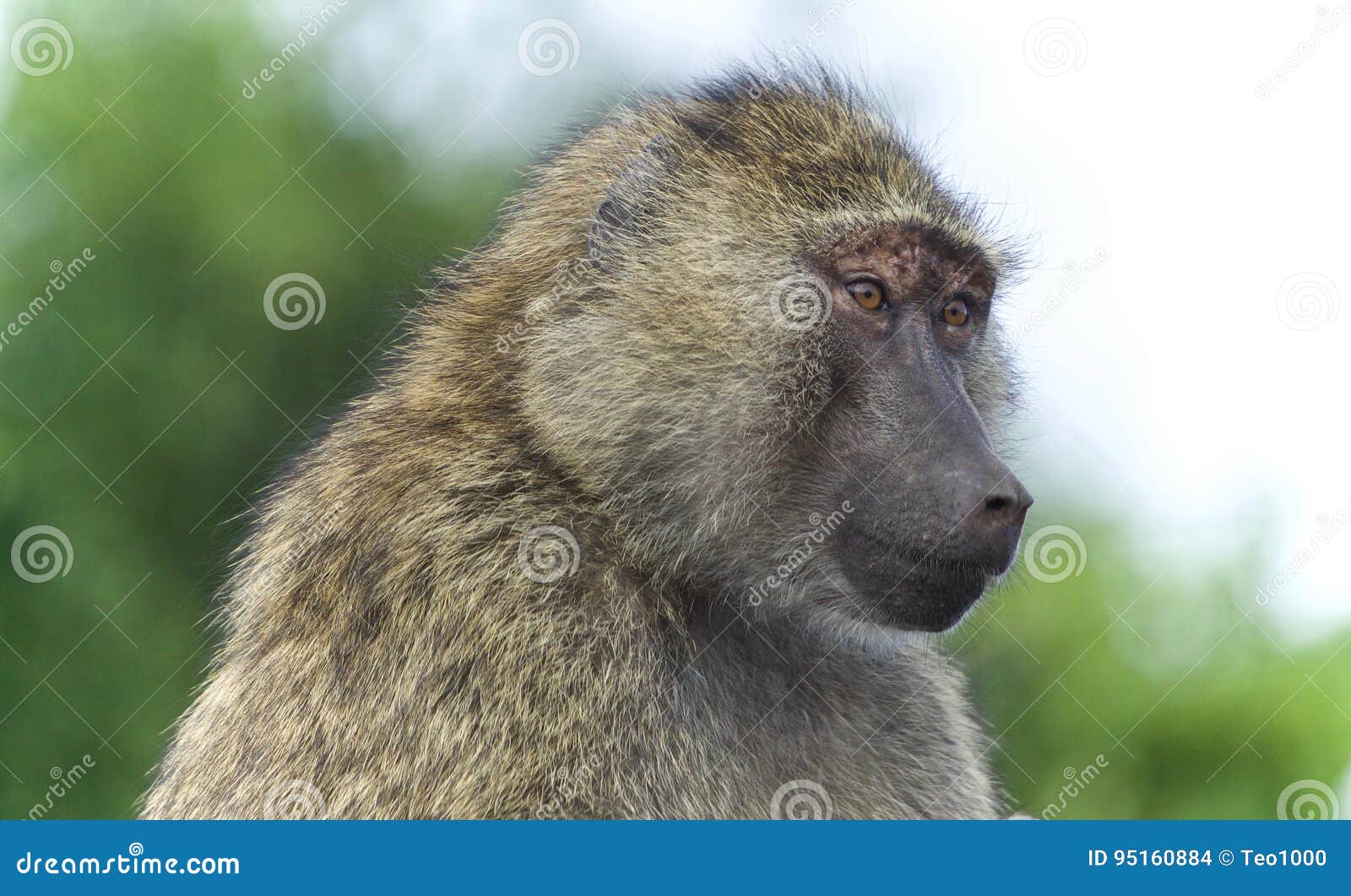 Funny Baboon Monkey Royalty-Free Stock Image | CartoonDealer.com #7336066