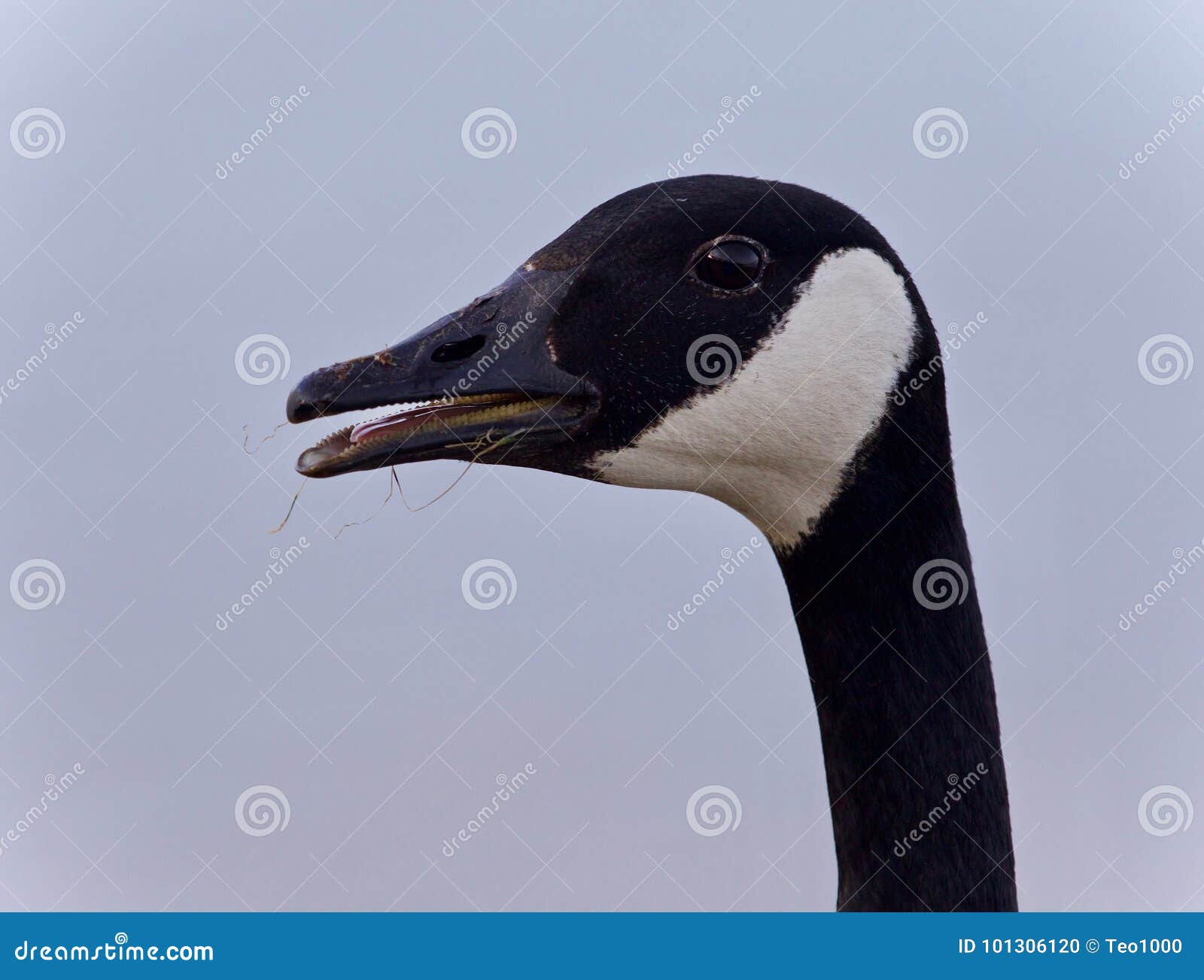 Background with a Funny Canada Goose Screaming Stock Photo - Image of ...
