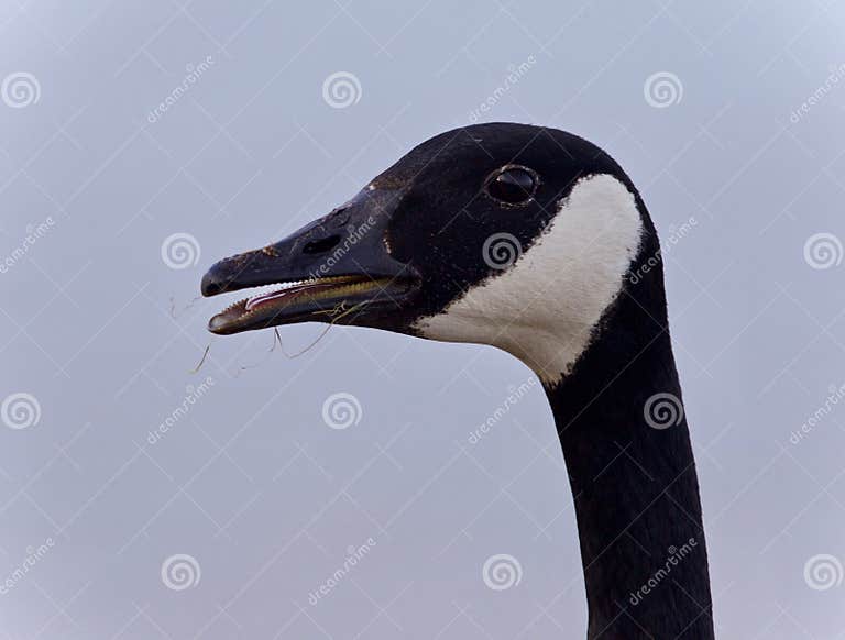 Background with a Funny Canada Goose Screaming Stock Photo - Image of ...