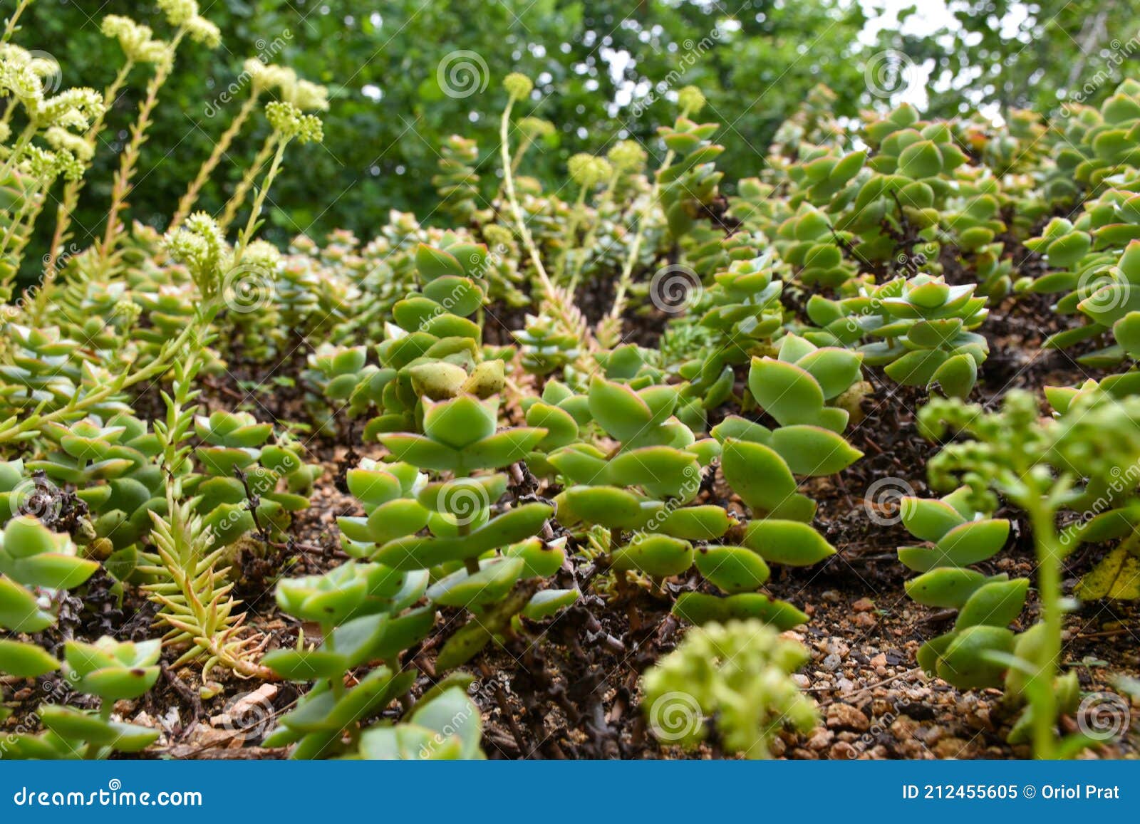 Background of a Garden with Green Plants in Spring Stock Image - Image ...
