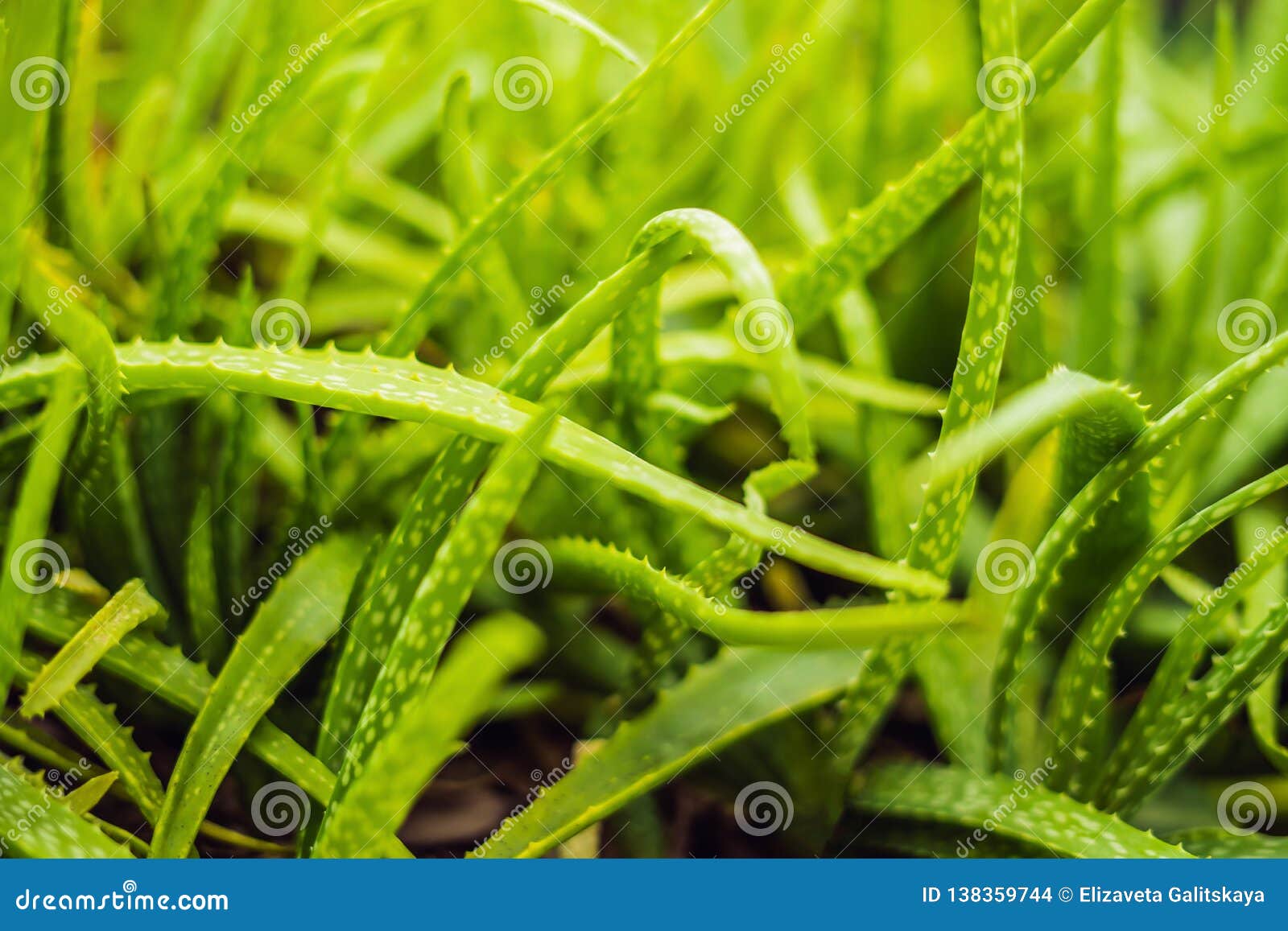 Background of Gently Green Aloe Leaf Texture Stock Photo - Image of ...