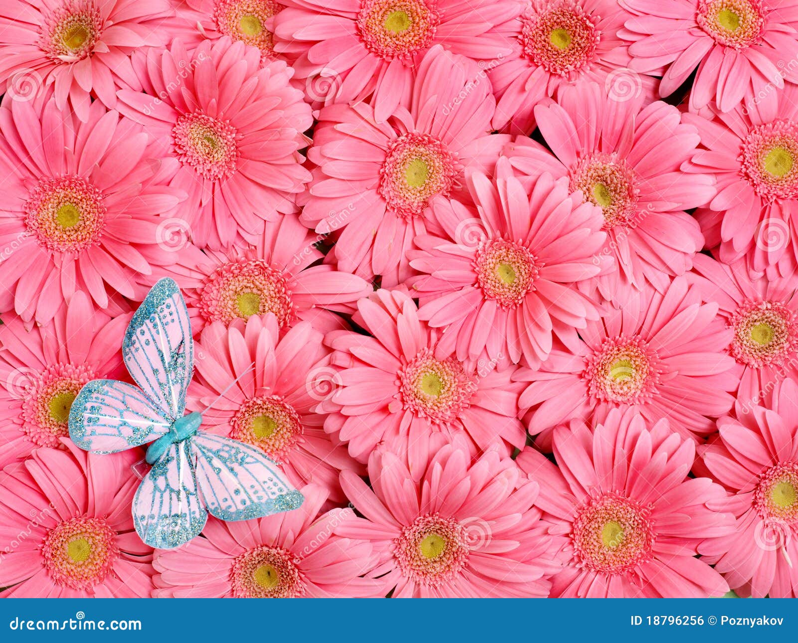 Background of Gerbera Flower. Stock Photo - Image of blossom, abstract ...