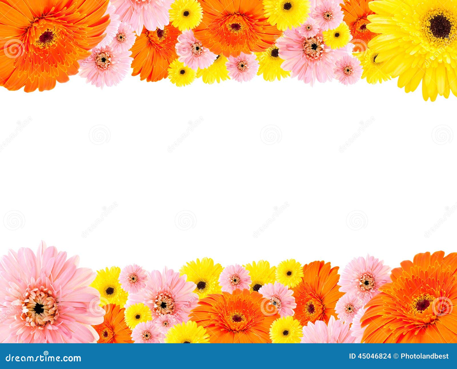 Background of Gerbera Flower Stock Photo - Image of frame, blossom ...