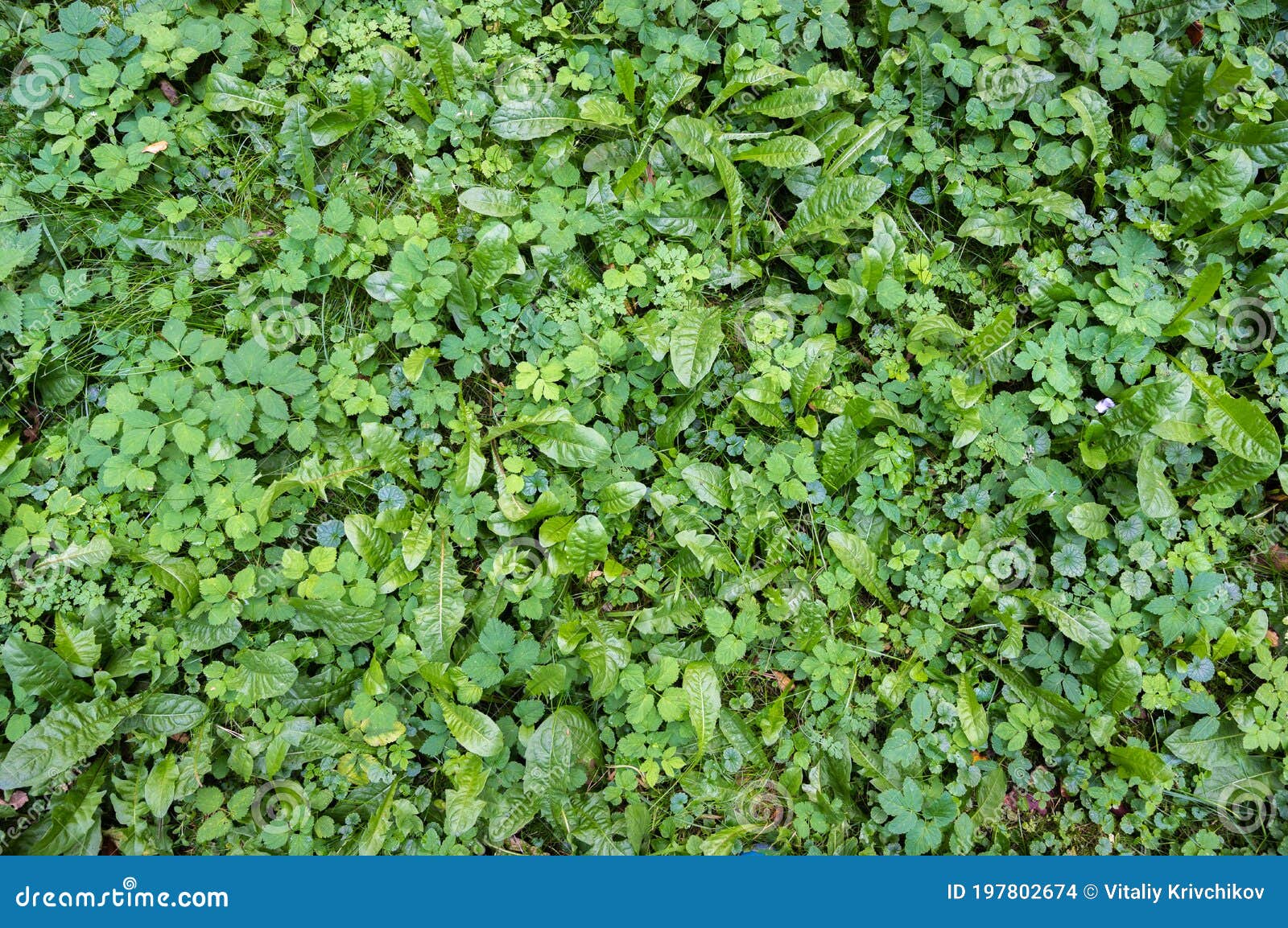 Background of a Glade of Green Thick Various Grass Stock Photo - Image ...