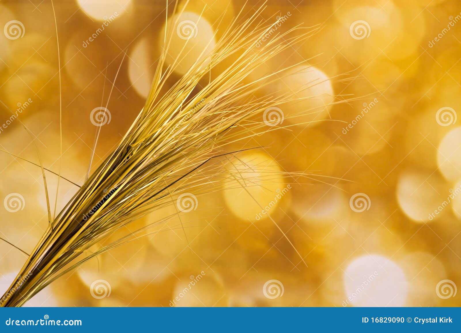 Background Gold and Field Grass Stock Photo - Image of grass, golden ...