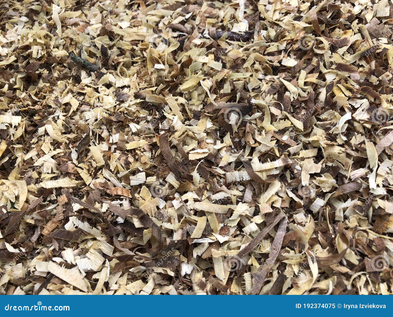 Background of the Golden Curls of Wood Shavings Stock Image - Image of ...