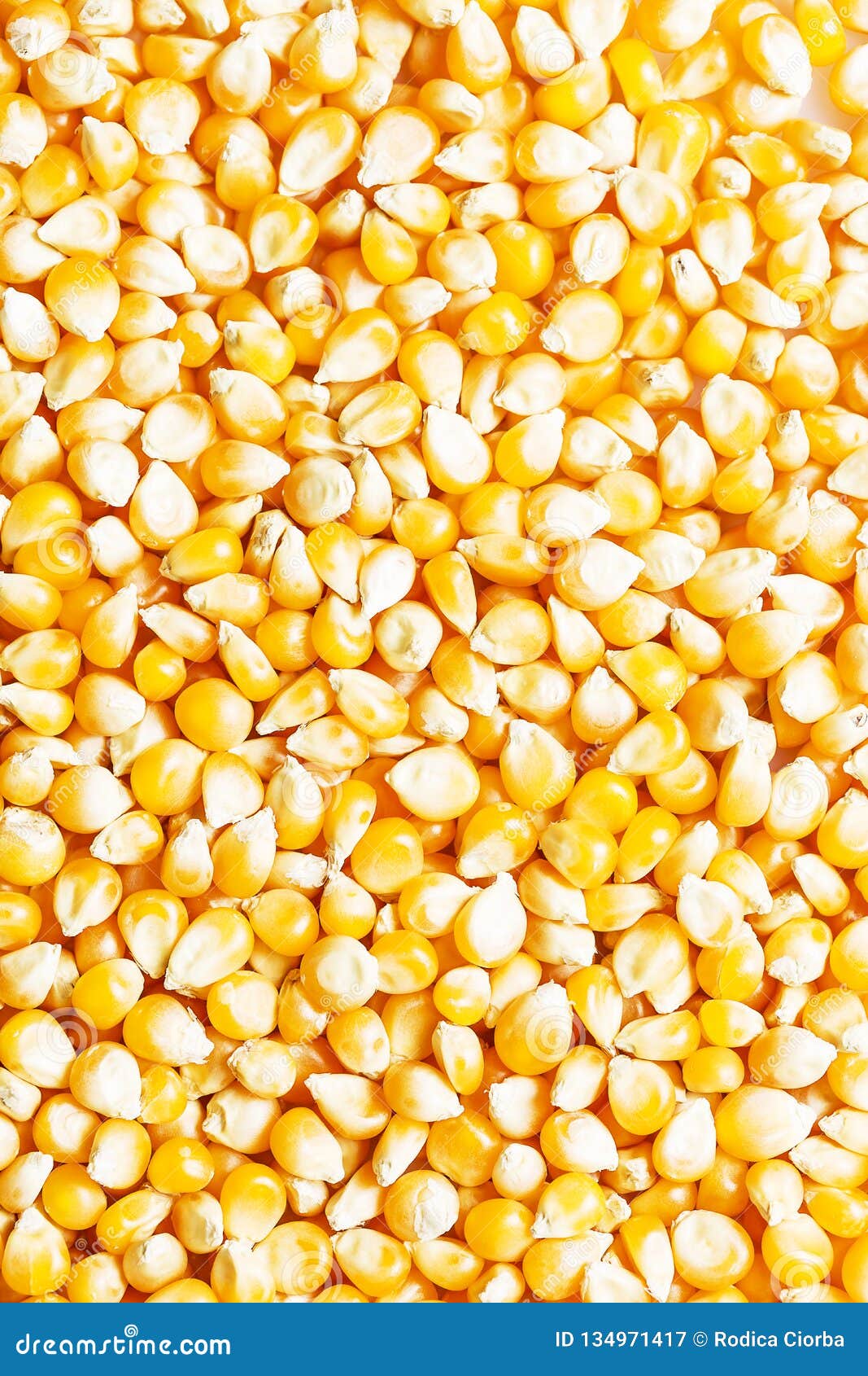 Background of Fresh Golden Raw Corn Kernels Stock Image - Image of ...