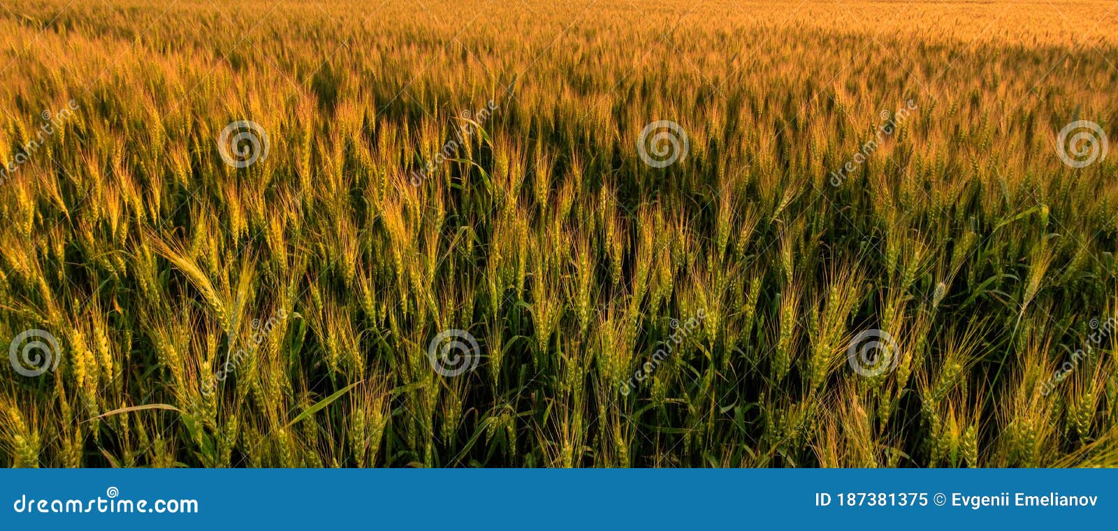 Background of Golden Rye or Wheat Field at Sunset Stock Image - Image ...